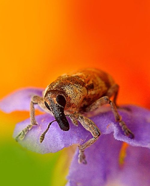 Elephant weevil (Othorhinus cylindrirostris) - Australian Geographic