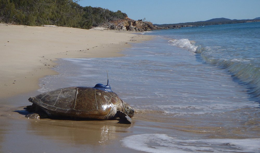 Sea turtle orientation mystery revealed - Australian Geographic