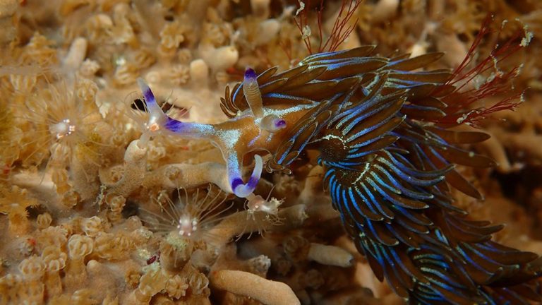 Into the blue - Australian Geographic