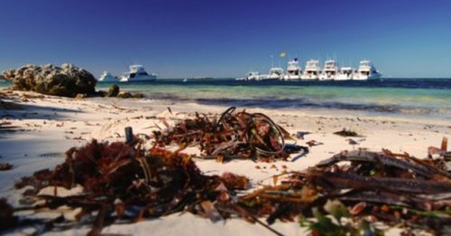 Rottnest Island's best beaches - Australian Geographic