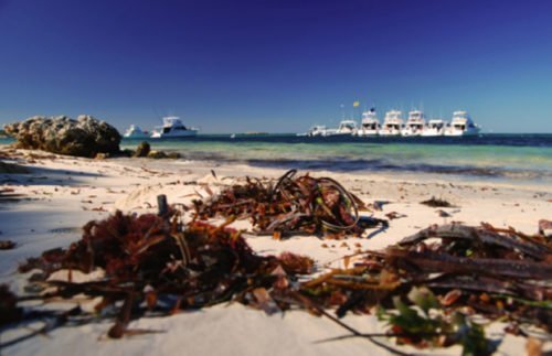 Gallery: Rottnest Island's best beaches - Australian Geographic