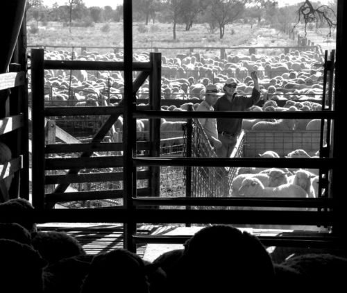Gallery: Outback Ringers of the Top End - Australian Geographic