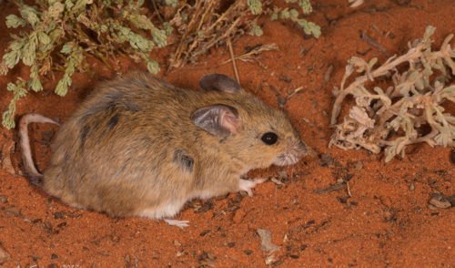 Threatened Aussie mouse sneaks onto conservation reserve - Australian ...