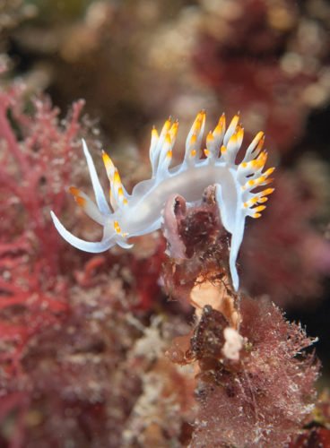 GALLERY: Deadly Oceans - Australian Geographic