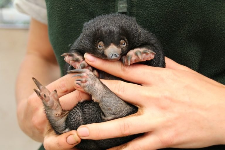 First puggles born at Taronga Zoo in 29 years - Australian Geographic