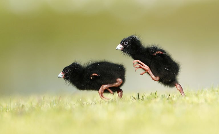 Playtime in the reeds - Australian Geographic