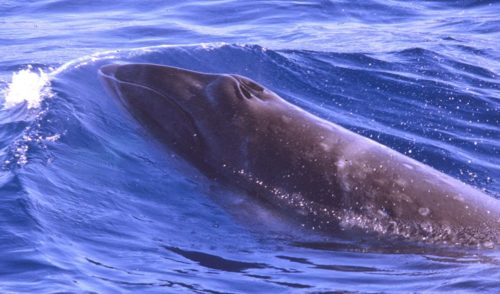 Scientist shed new light on the mystery of the pygmy right whale ...