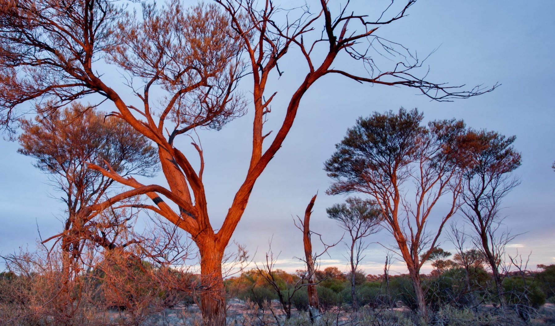 Surviving in the desert - Australian Geographic