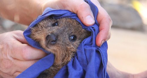 quokka Archives - Australian Geographic