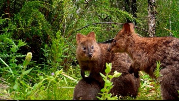 Baby quokka caught on camera great news for vulnerable population ...