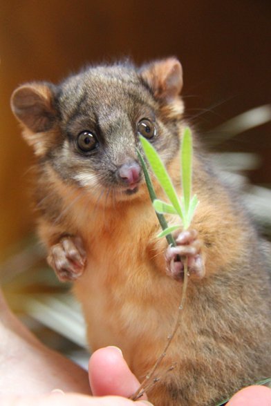 Gallery: Rescued possums making strong recovery - Australian Geographic