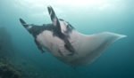 Fact File: Manta ray (Mobula alfredi, Mobula birostris) - Australian Geographic