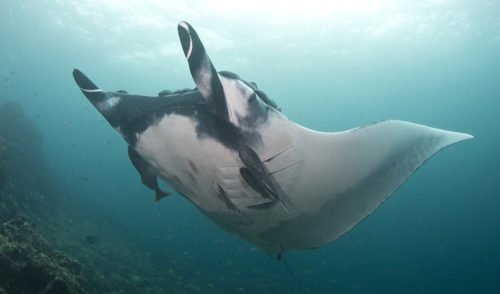Fact File: Manta ray (Mobula alfredi, Mobula birostris) - Australian ...