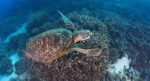 Help sea turtles win the race - Australian Geographic