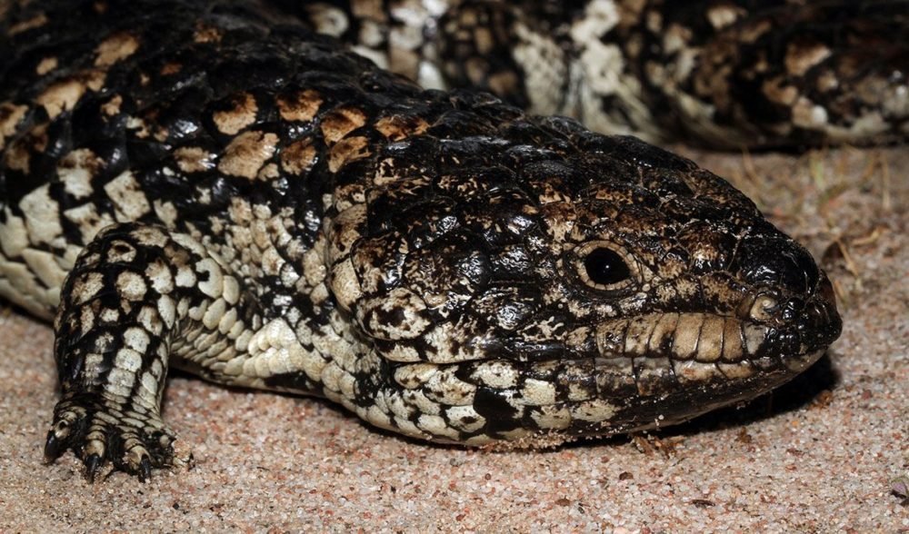 The sad story behind this image of two shingleback lizards - Australian ...