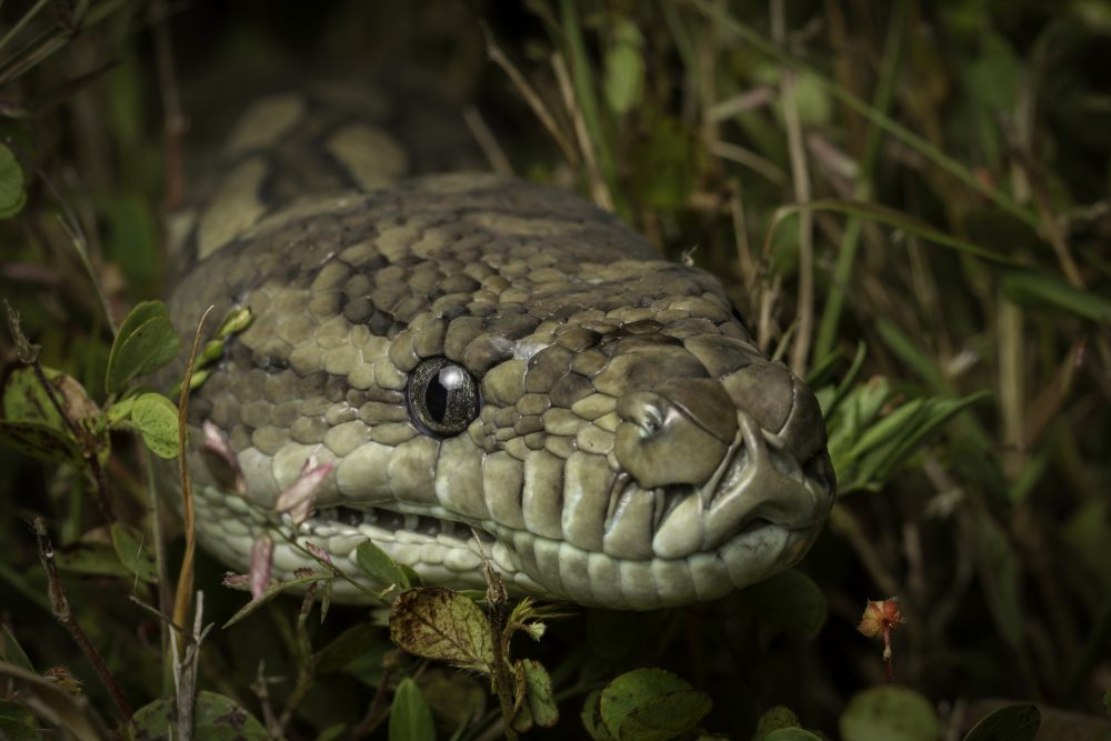 Snake in the grass! - Australian Geographic