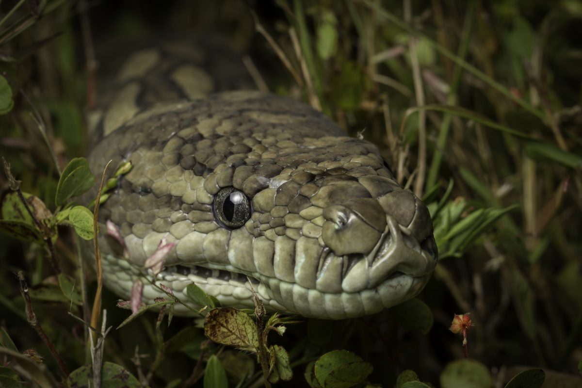 Snake in the grass! - Australian Geographic