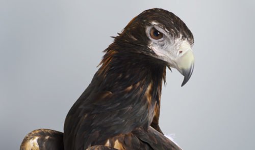 Australian Raptor Archives - Australian Geographic
