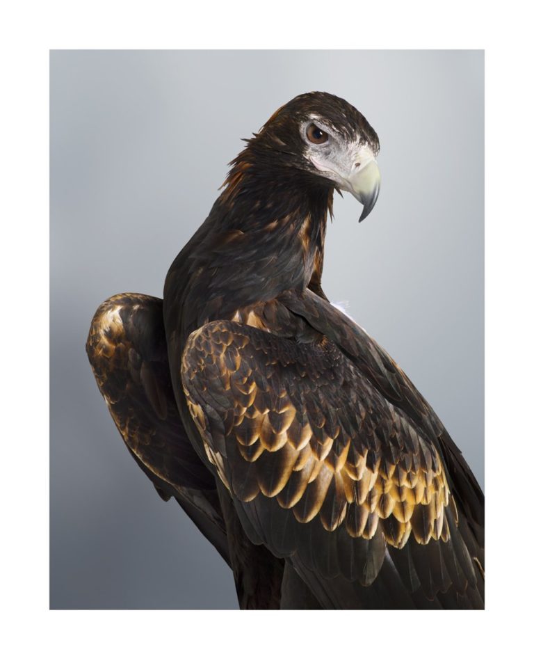 Predatory beauties: Portraits of Australian Raptors - Australian Geographic