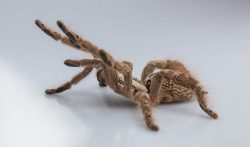 Spider venom could lead to IBS treatment - Australian Geographic