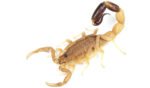 A guide to the scorpions of Australia - Australian Geographic