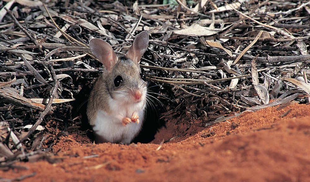 This hopping mouse produces solid urine to cope in the harsh Aussie ...