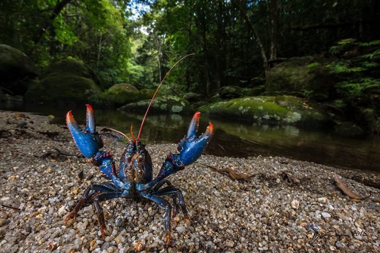Claws in the air: Spiny crayfish - Australian Geographic