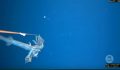 Surprise squid attack footage confounds experts - Australian Geographic