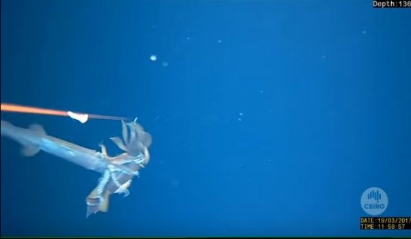 Surprise squid attack footage confounds experts - Australian Geographic