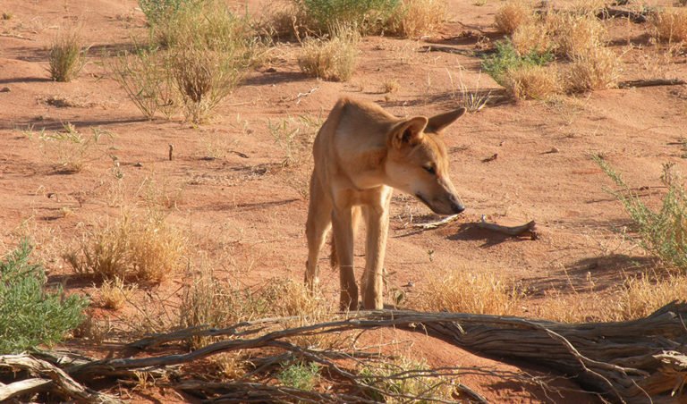 Dingoes need more space to fight off pests, study finds - Australian ...