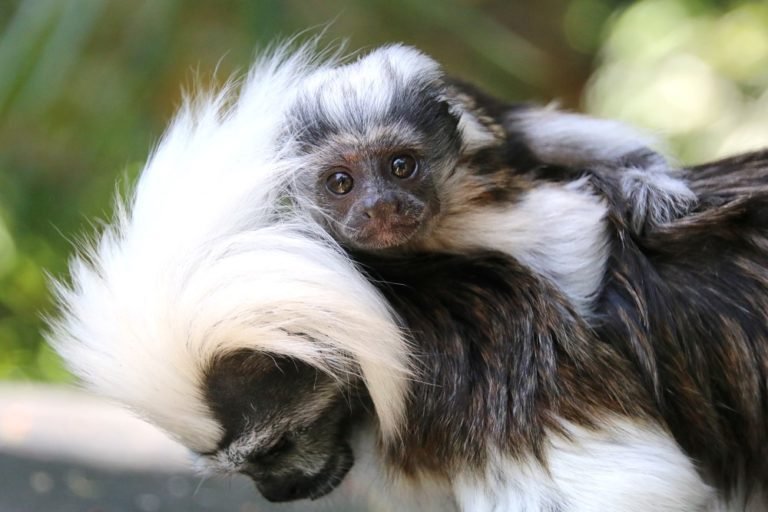 One of the world's smallest, rarest primates born at Taronga ...