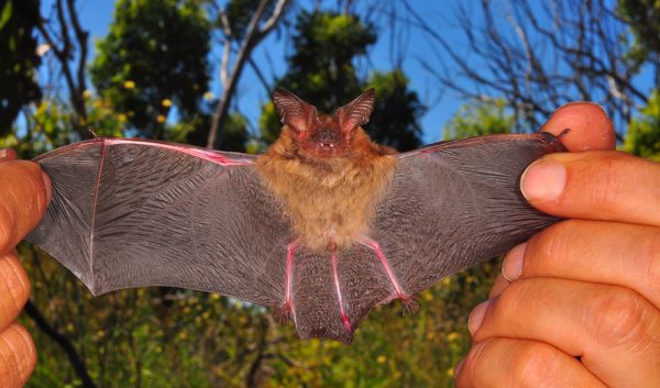 Too ugly for science - Australian Geographic