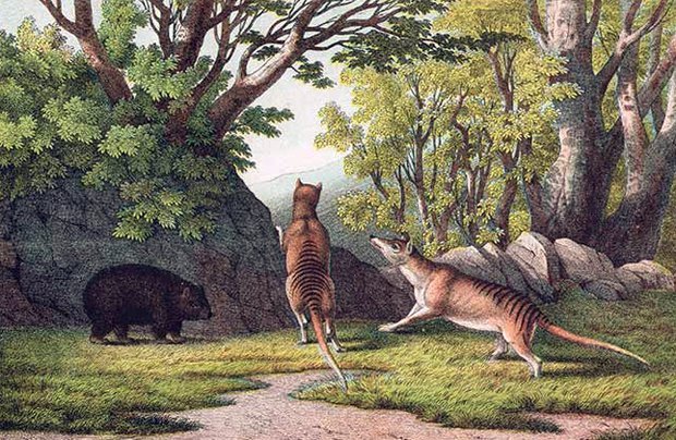 Gallery: Tasmanian tiger relics - Australian Geographic