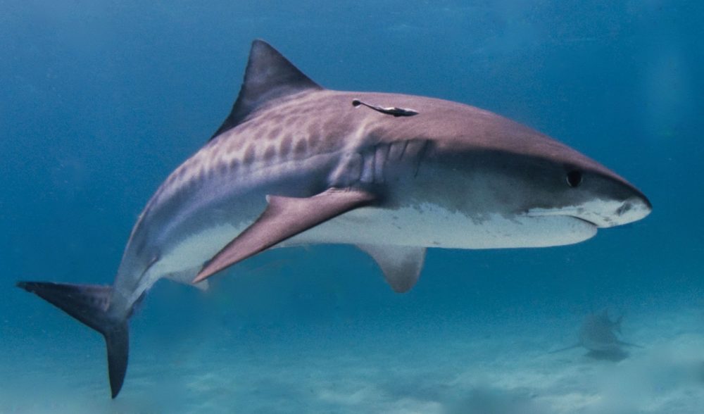 Fact File: Tiger shark (Galeocerdo cuvier)- Australian Geographic Fact File: Tiger shark (Galeocerdo cuvier)- Australian Geographic