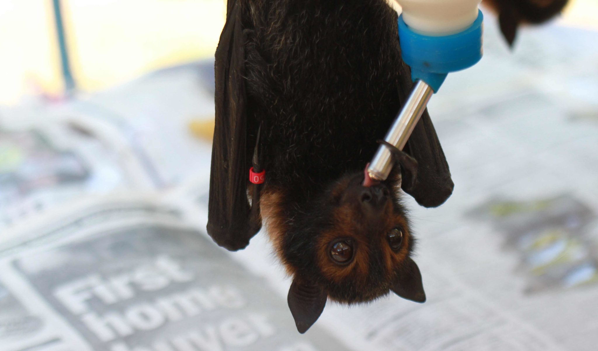 Gallery: Tolga Bat Hospital - Australian Geographic