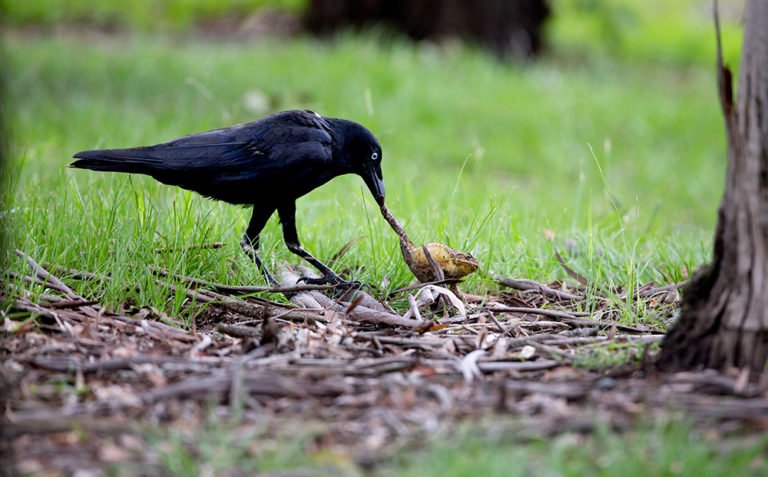 See the moment our clever crows make a meal of a cane toad - Australian ...