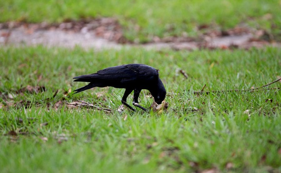 See the moment our clever crows make a meal of a cane toad - Australian ...