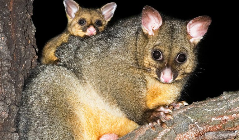 New Zealand wants to be 'predator-free' by 2050 - Australian Geographic