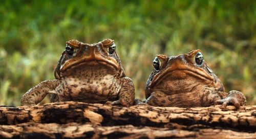 Cane toads: the conquest - Australian Geographic