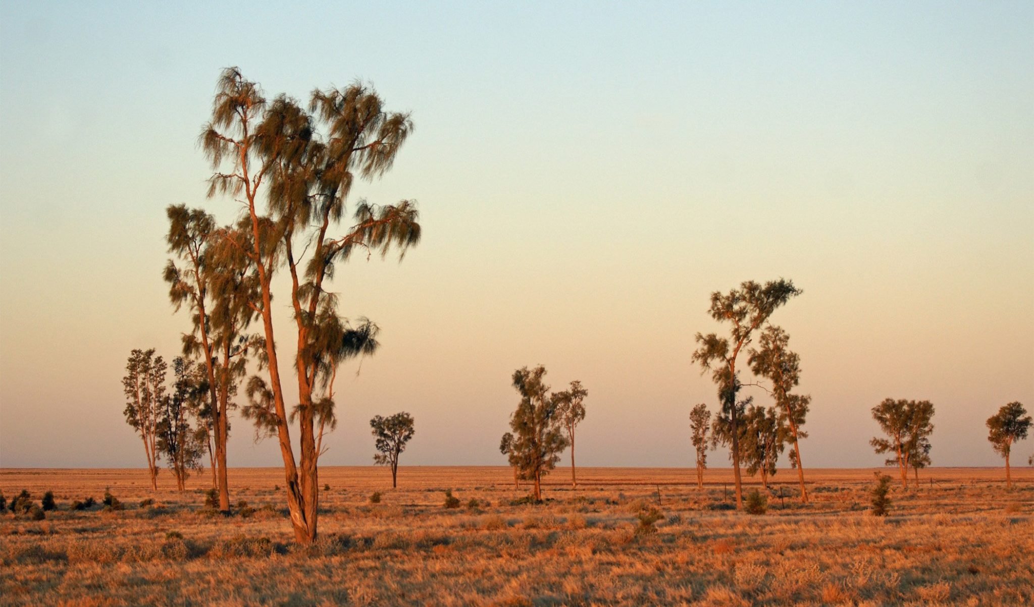 Australia’s 'Doctor Seuss tree' - Australian Geographic