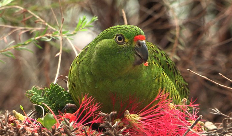 Hope for endangered Aussie parrot - Australian Geographic