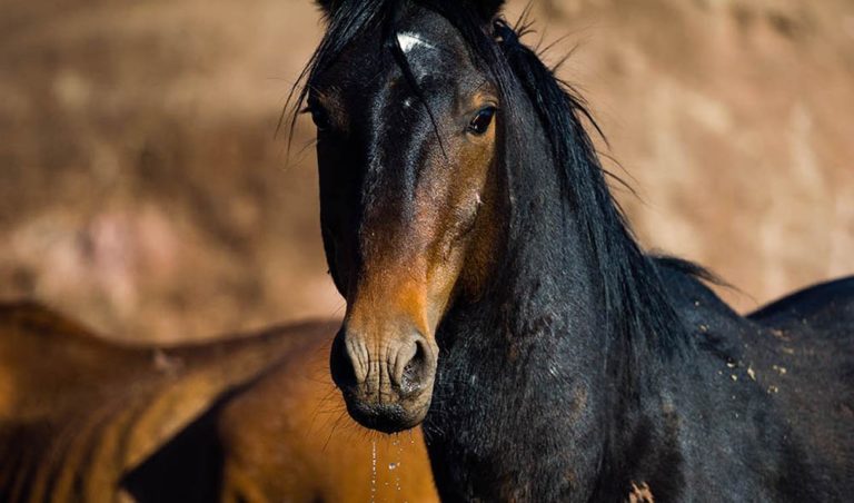 GALLERY: Brumbies, Australia's wild horses - Australian Geographic