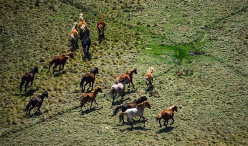 Controversial brumby cull proposed - Australian Geographic