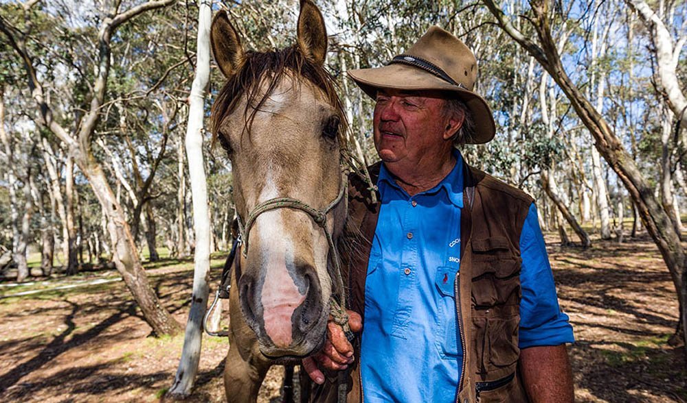 GALLERY: Brumbies, Australia's wild horses - Australian Geographic