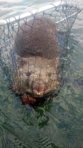 VIDEO: Drowning wombat rescued in Tasmania - Australian Geographic