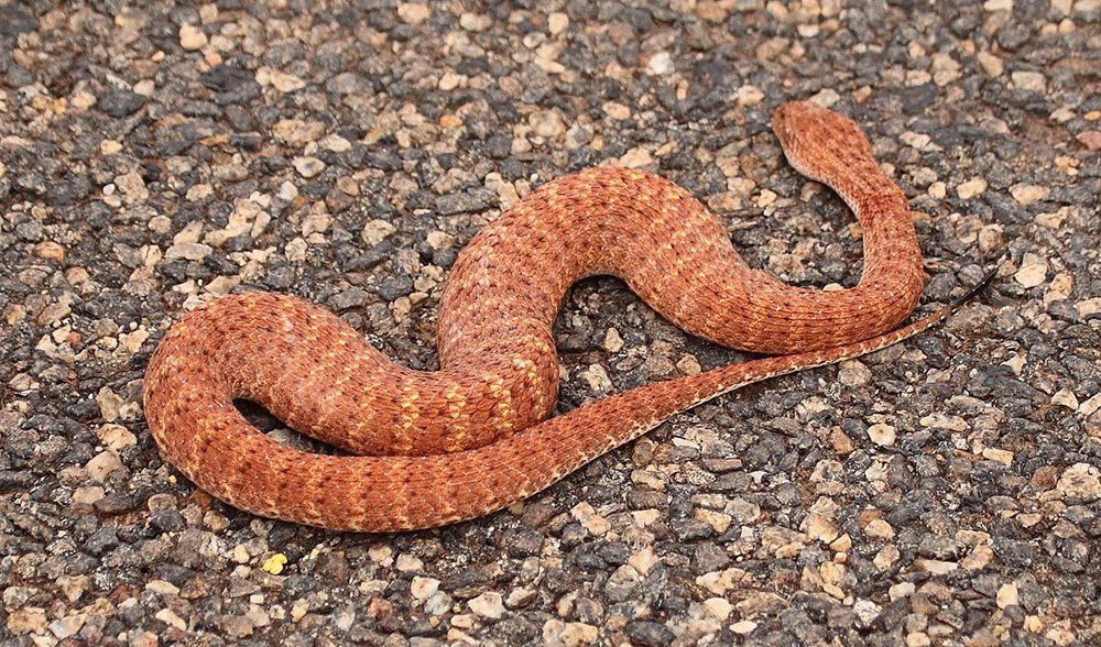 Australian, American snakes evolved to look alike - Australian Geographic