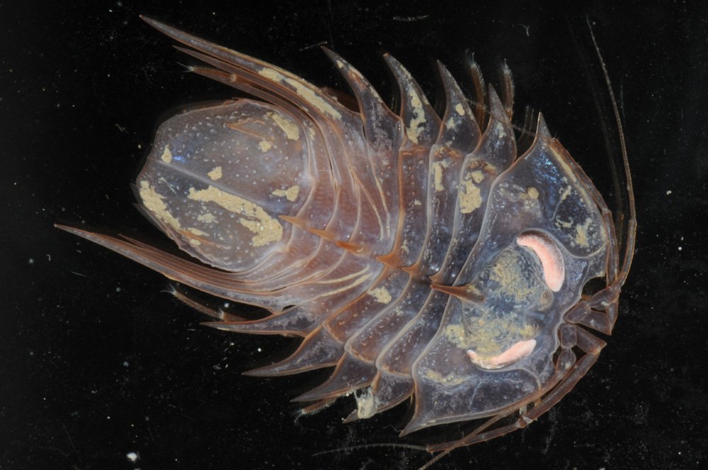 Antarctic expedition brings back 30 new species - Australian Geographic