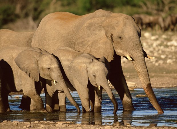 Camera traps reveal animal self portraits - Australian Geographic