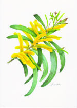 An illustrated guide to Australia's marvellous wattle