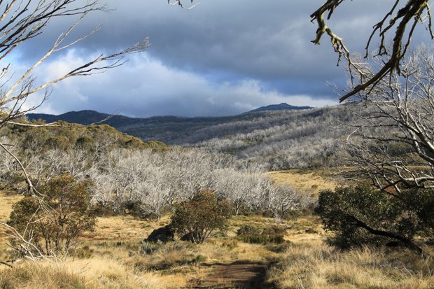 Gallery: The Australian Alps for Walkers - Australian Geographic